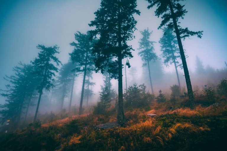 Michael Sauer FOTOGRAFIE – Landschaftsbilder vom Schwarzwald und Oberrhein